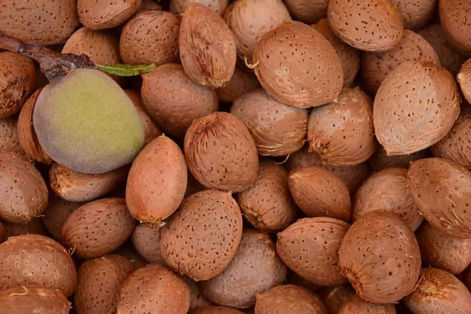 A mandula értékes anyagai - Német színház